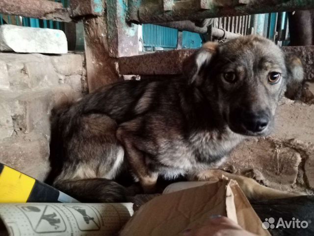 Собака-щенок в добрые руки