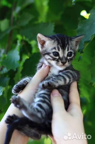 Бенгальская девочка серебро уголь