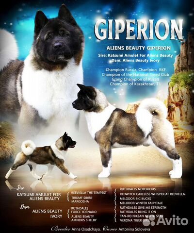 Щенки американской акиты