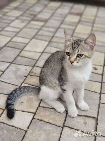 Котята ищут любящих мампам