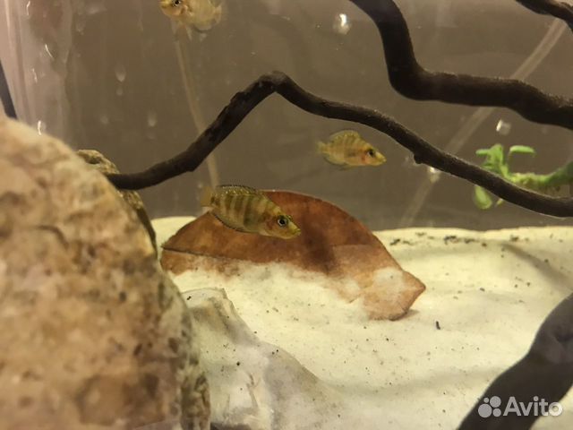 Альтолампрологус копресицепс