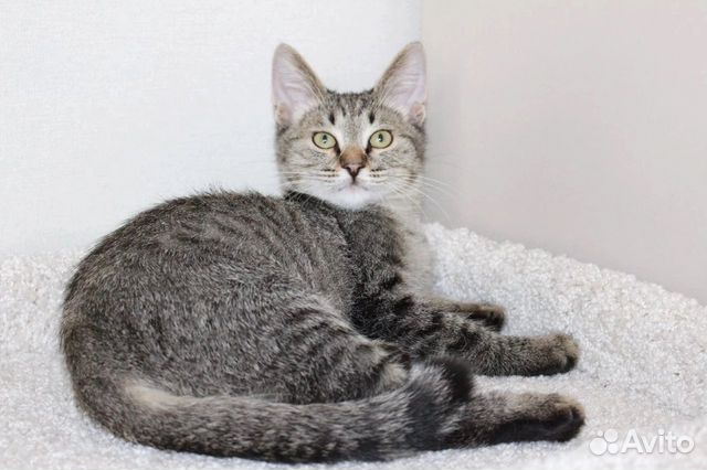 Котенок