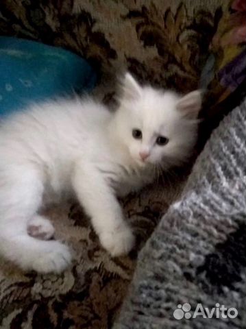 Просто шикарная девчонка в поисках дома