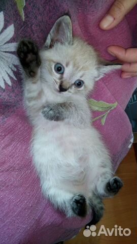 Наблюдательный Марсель, Красавчик котенок