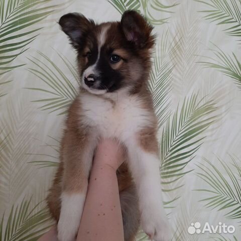 Щенок в добрые руки девочка