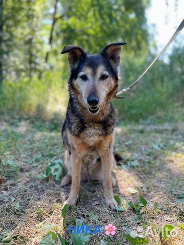 Собака в добрые руки