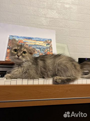 Кошка с круглыми ушками в добрые руки