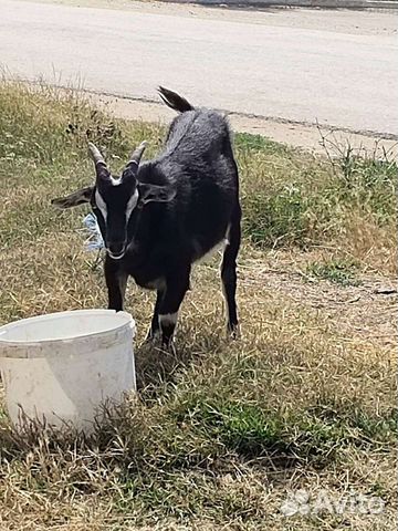 Коза дойная молочная, 3 козла и 1 козочка