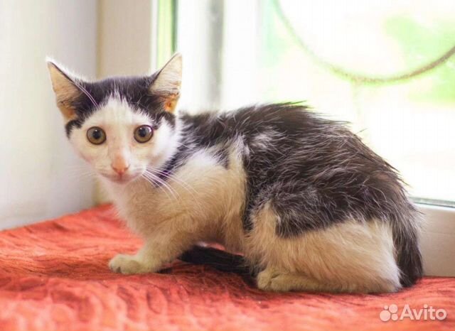 Котик в добрые руки