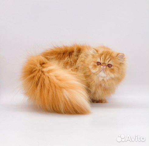 Персидская девочка 9 мес