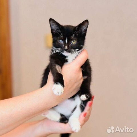 Котенок в дар