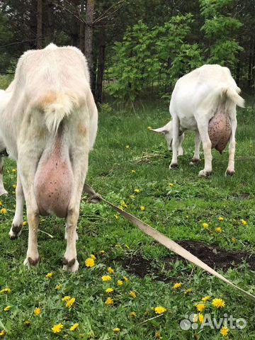 Коза,высокоудойная,молодая