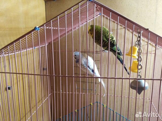 Пара волнистиков мальчик и девочка