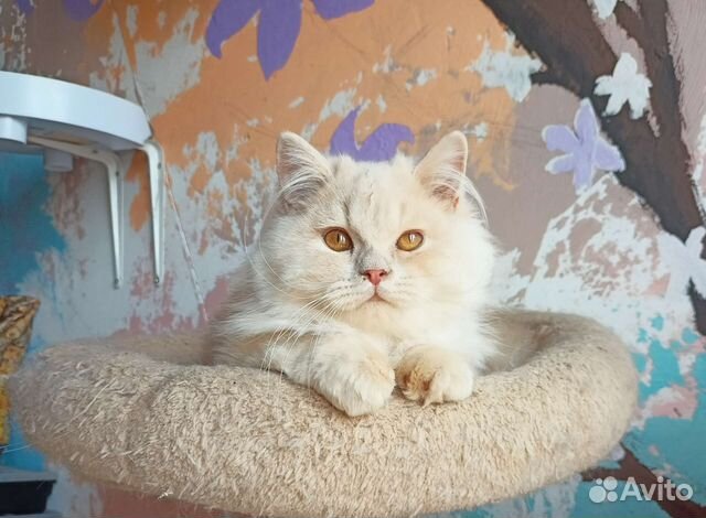 Настоящий брутальный лев