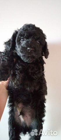 Чёрный карликовый пудель