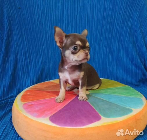 Щенки чихуахуа большой выбор
