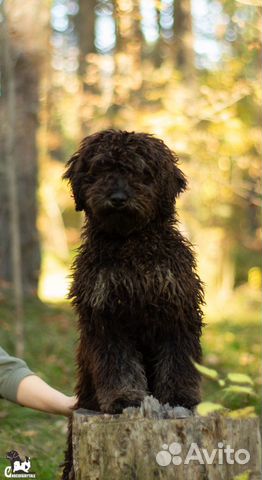 Девочка испанской водяной собаки