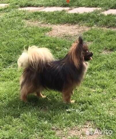 Шпице той девочка миниатюрная