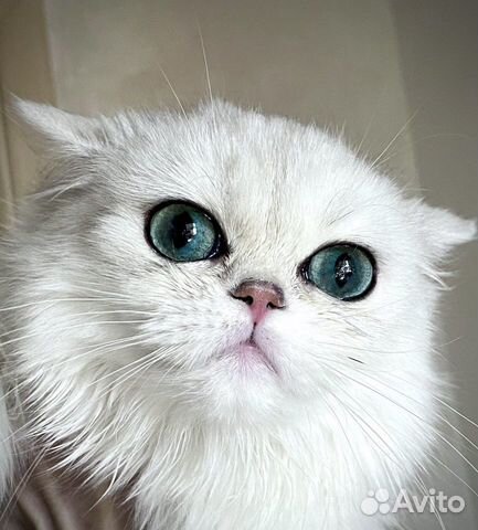 Персидская девочка с шикарными глазками