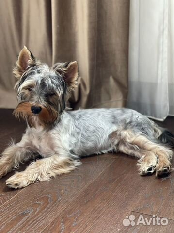 Собака йоркширский терьер щенок