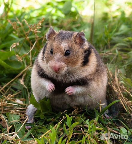 Хомяк в дар