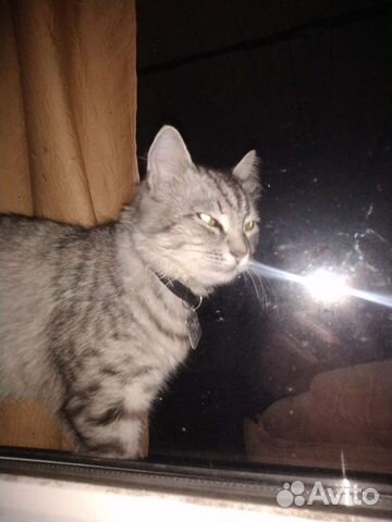 Отдам кота в добрые руки