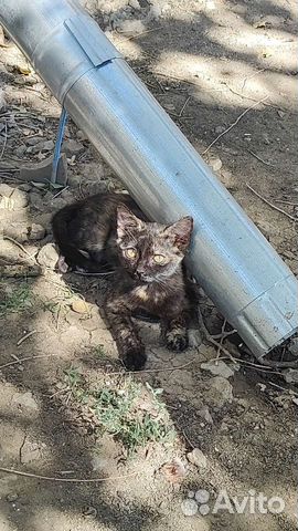 Котёнок, 2.5 месяца, кушает и пьёт хорошо