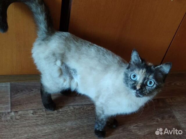 Стерилизованная молодая кошечка