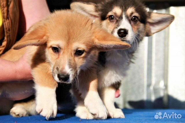 Щенки вельштерьера