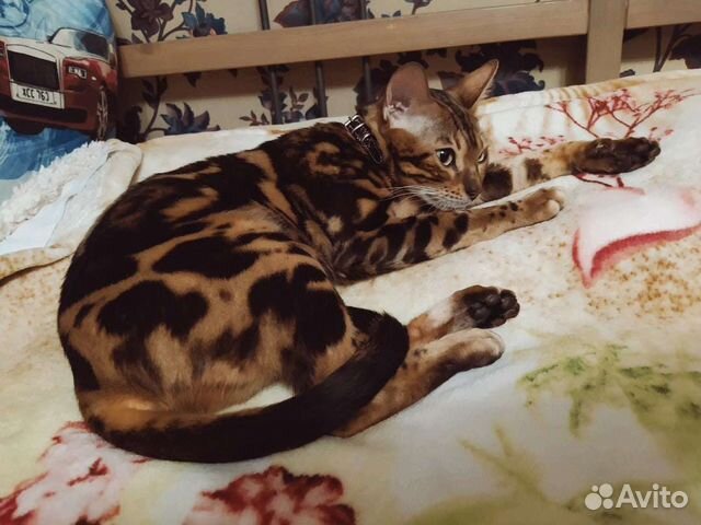 Бенгальские котята