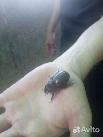 Жук Носорог