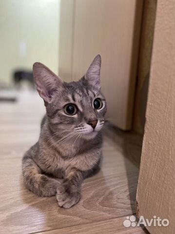 Кошечка ищет дом