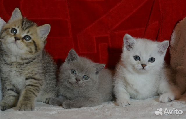 Британцы красивые