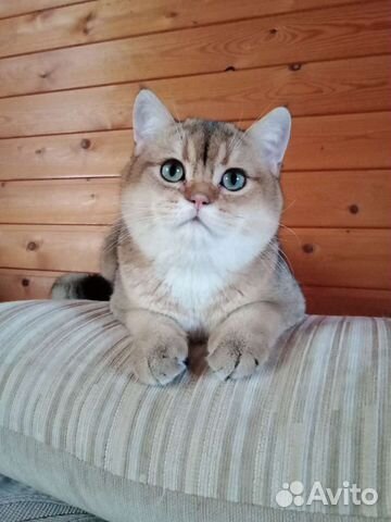 Чистокровный британский котик - производитель