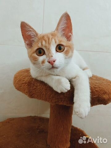 Рыжий котенок Пряник в добрые руки