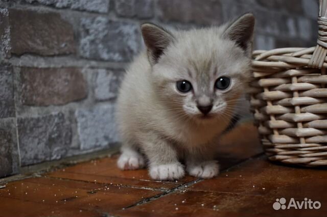 Тайские котята