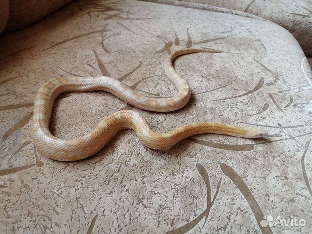 Маисовый полоз