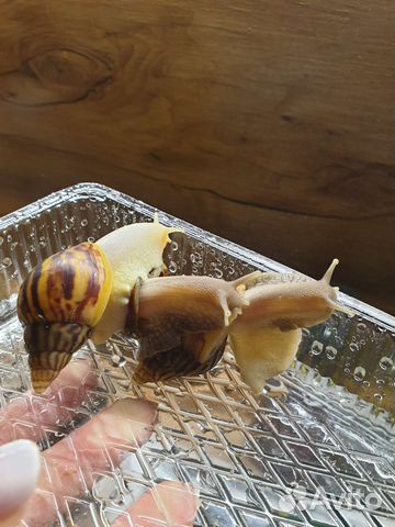 Улитки ахатины