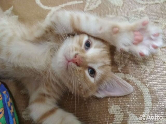 Котейка ищет заботливого хозяина. 1мес