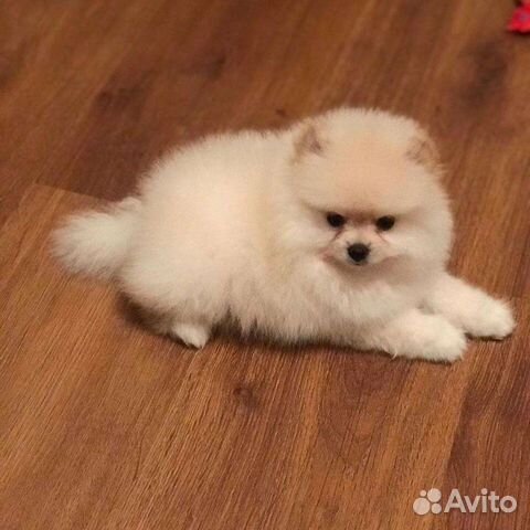 Щенки шпица