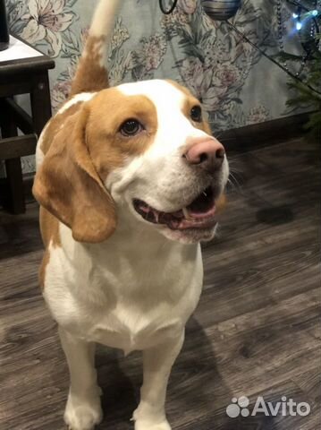 Потерялся Бигль