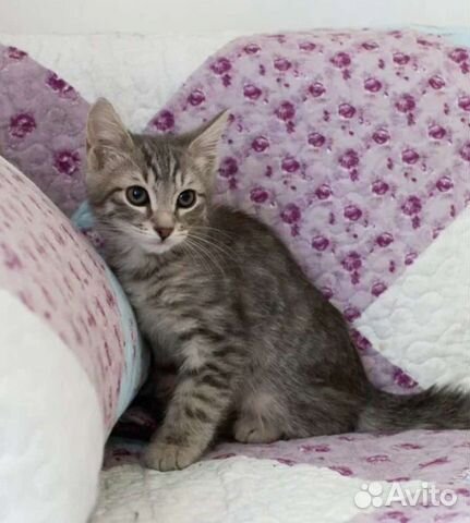 Котёнок Митяй