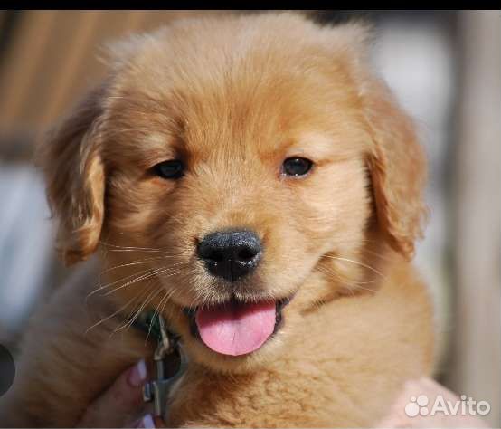 Щенок, возраст 2-3 мес, рыжий, кремовый