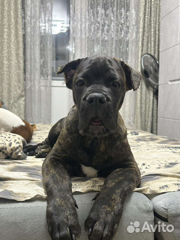 Собаки щенки кане Корсо