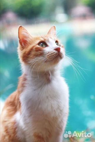 Кошка в дар бесплатно