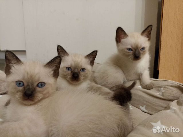 Тайские котята
