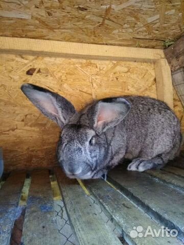 Вязка серый великан