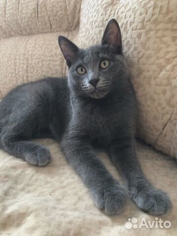 Котик