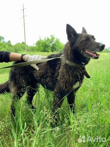 Красотка Брэнда ждет своего человека в приюте