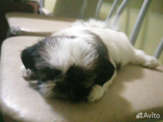 Щенки ши-тцу